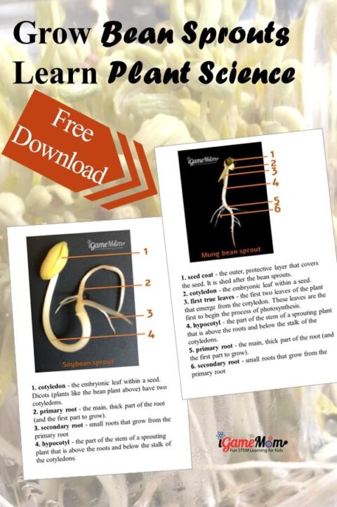 How to grow bean sprouts with kids